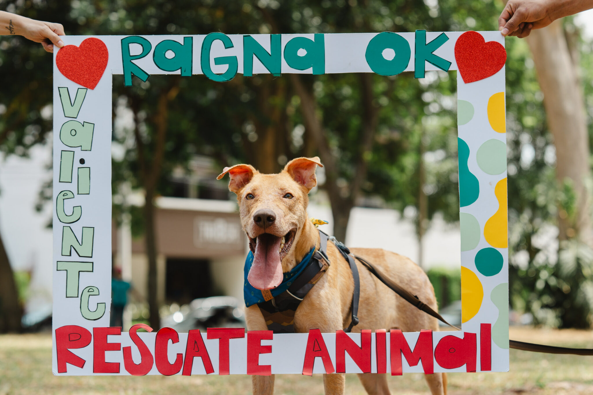 Nosotros – Rescate Animal